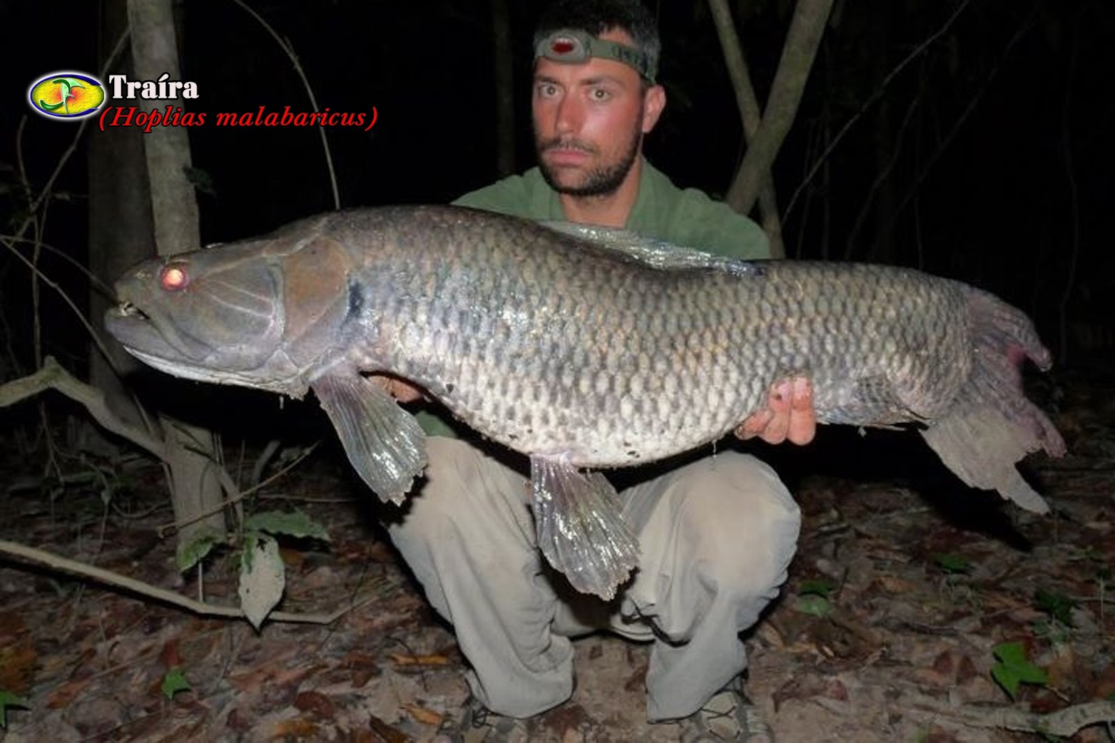 Zoologia: Traira (Hoplias malabaricus)